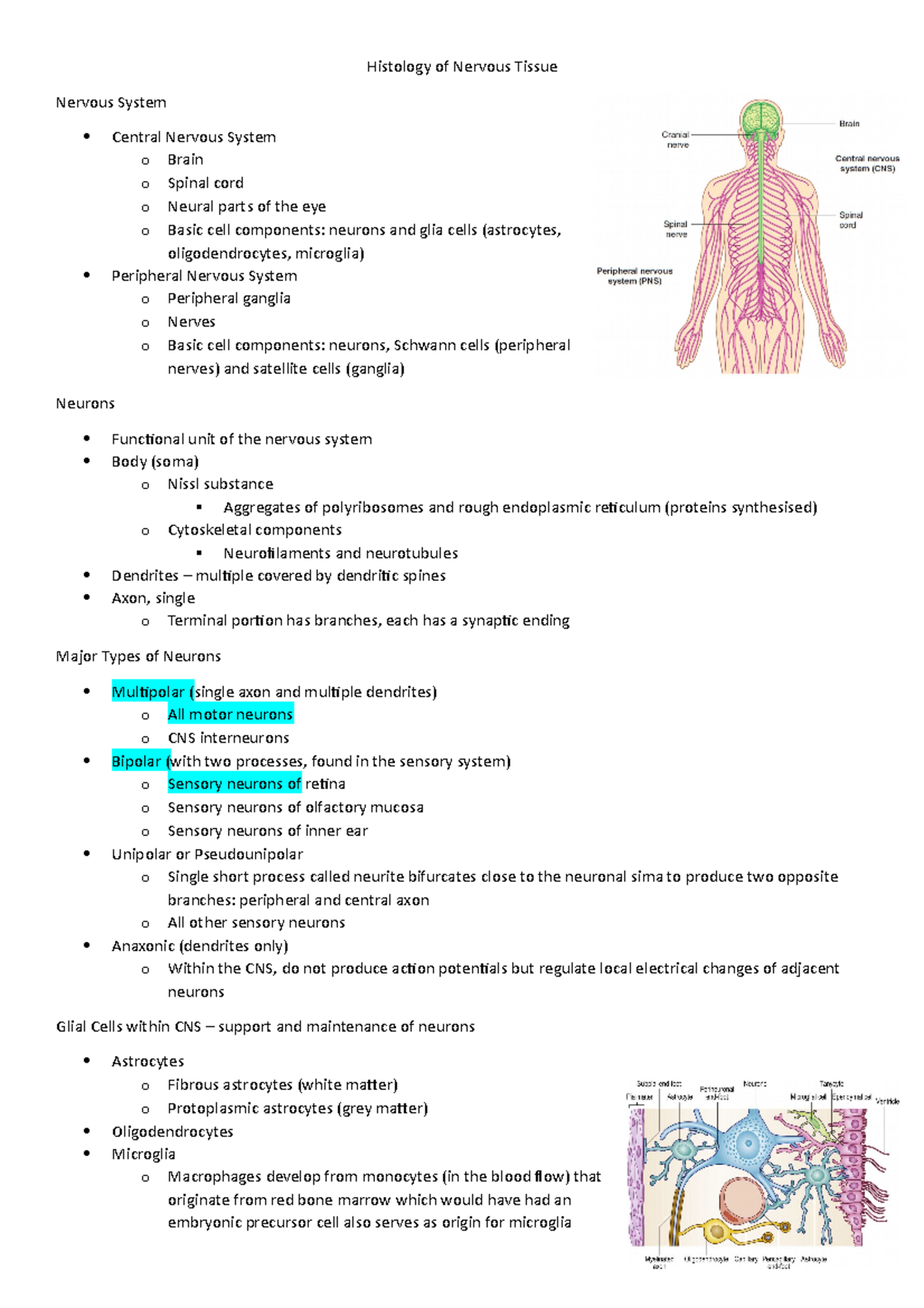 Lecture 5 - Nervous tissue histology - Histology of Nervous Tissue ...