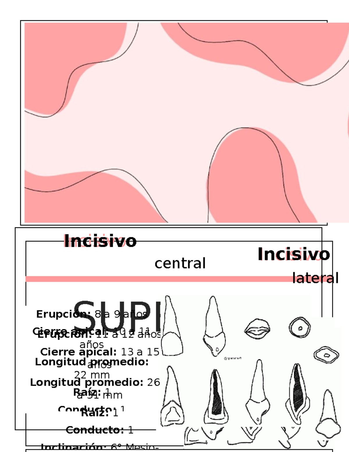 Medidas dientes - Operatoria Dental I - UNAM - Studocu