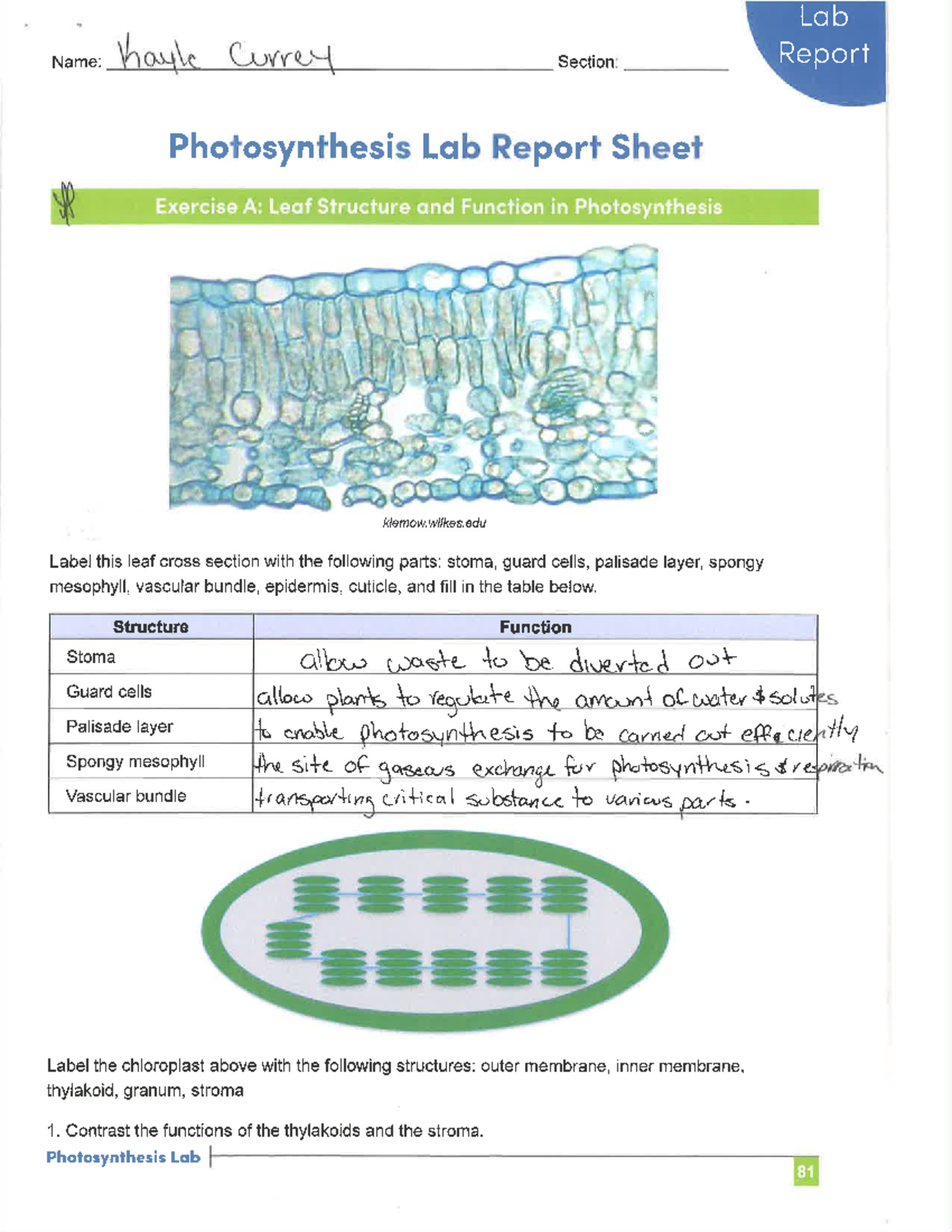 BSC2010 C Photosynthesis lab - BSC 2010C - Studocu