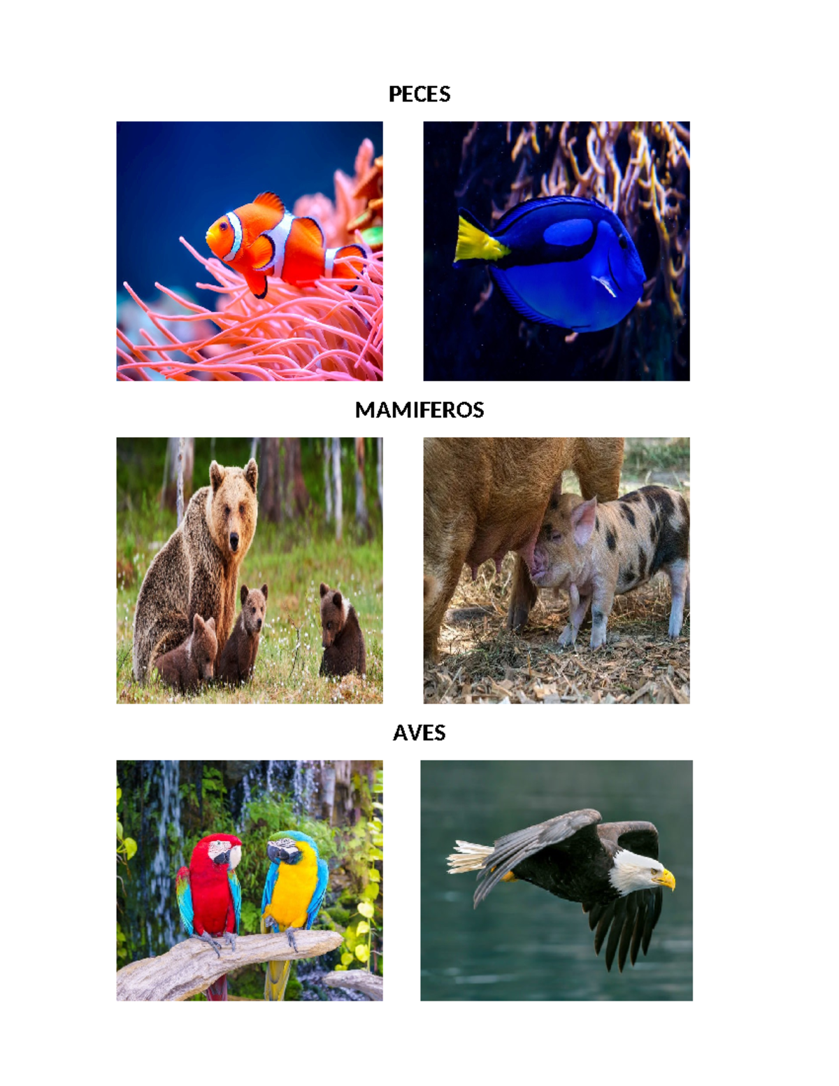 Peces, Reptiles, Anfibios, Mamiferos - Ciencias Sociales - PECES MAMIFEROS AVES - Studocu