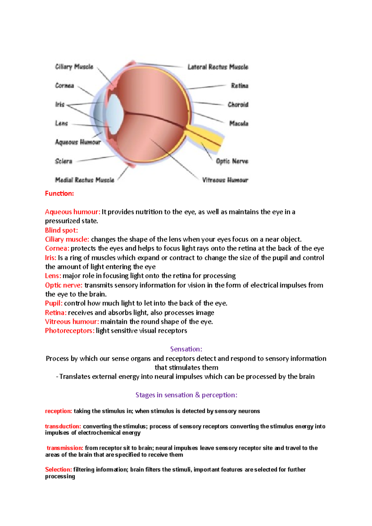 Psychology revision - Lecture notes 1 - Function: Aqueous humour: It ...
