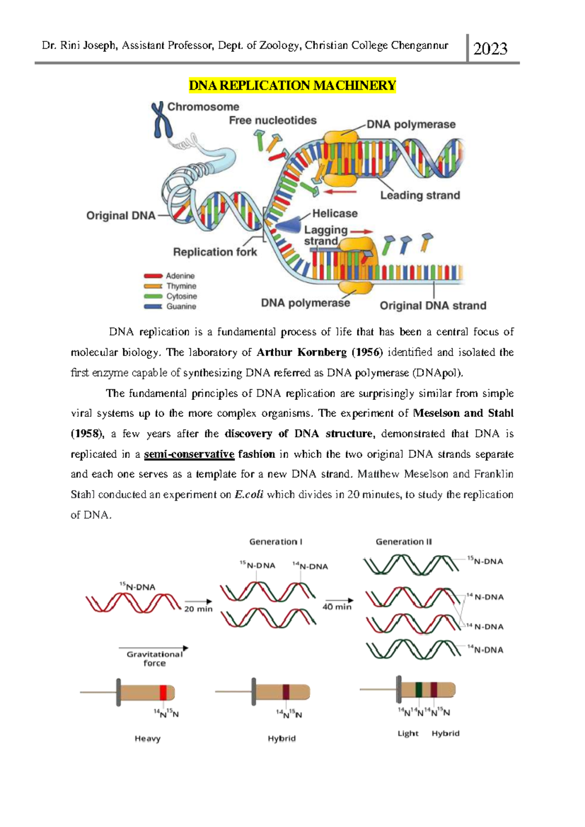 DNA Replication Machinery Notes - DNA REPLICATION MACHINERY DNA ...
