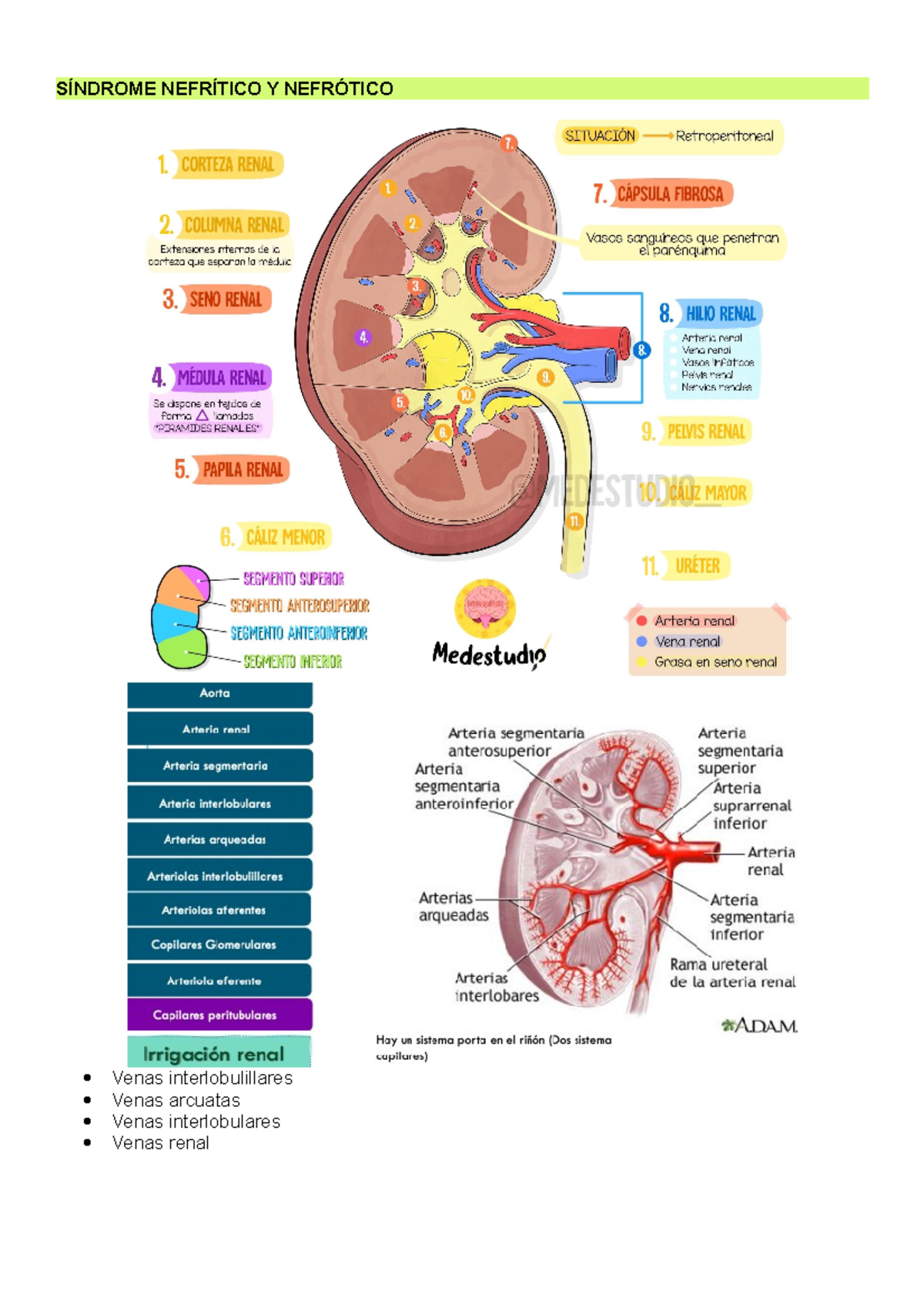 Sindrome Nefrotico Y Nefritico - SÍNDROME NEFRÍTICO Y NEFRÓTICO Venas ...