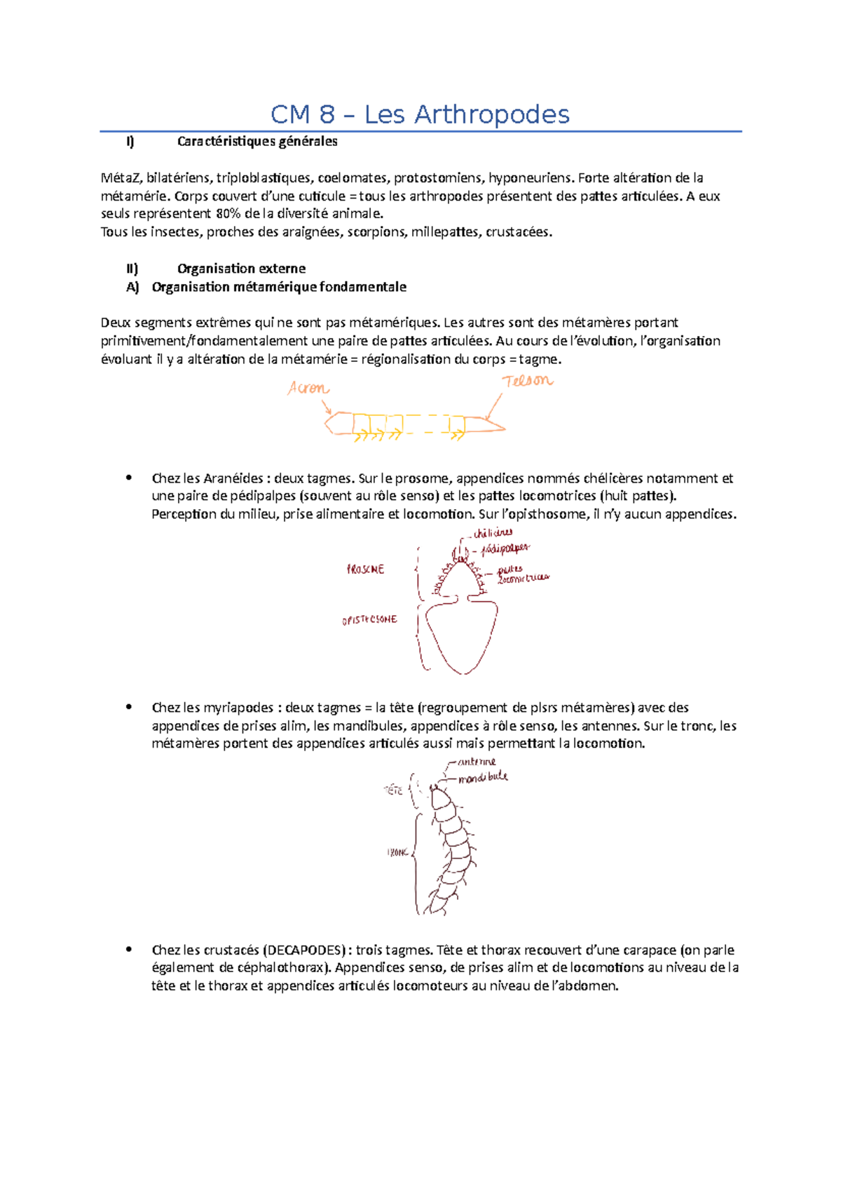 CM 8 BOA - CM 8 – Les Arthropodes I) Caractéristiques générales MétaZ ...