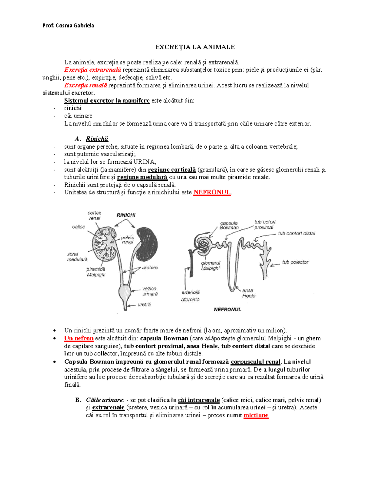 Excretia la animale - Prof. Cosma Gabriela EXCREŢIA LA ANIMALE La ...