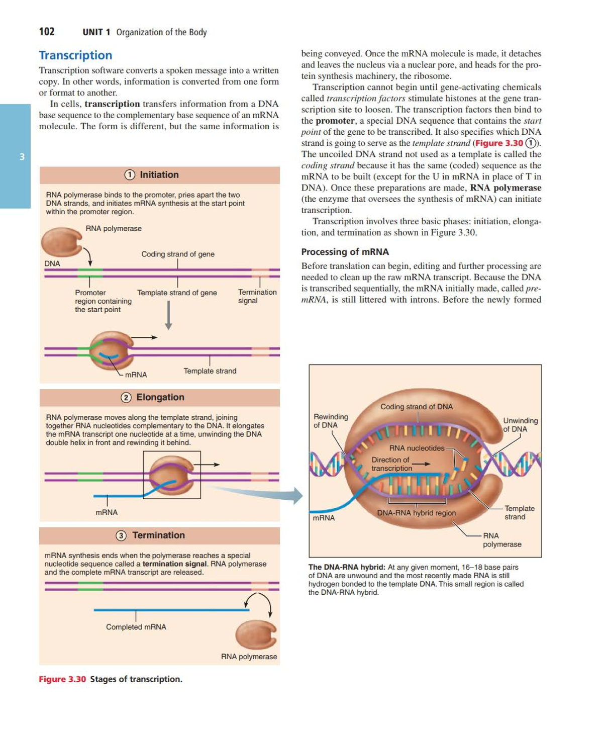11 - scacs - 102 UNIT 1 Organi zation of the Body Transcription ...