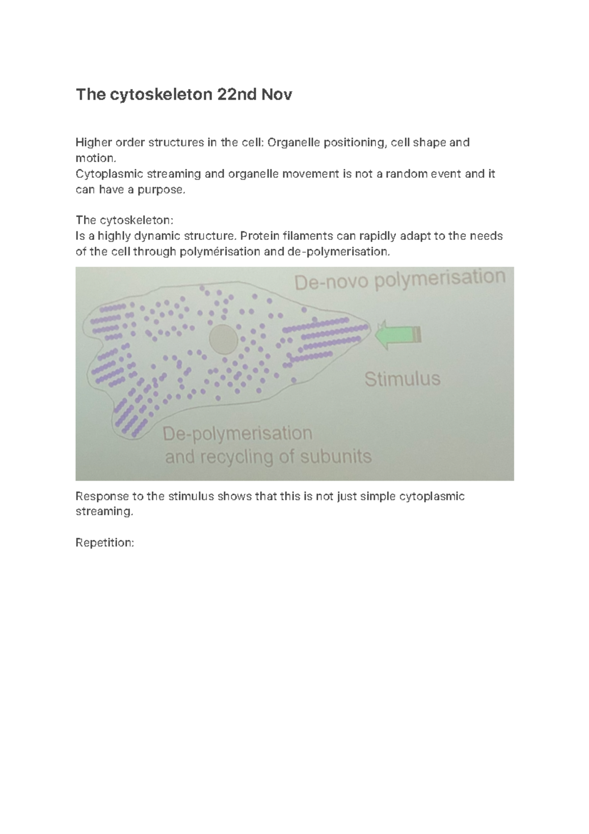 SD The cytoskeleton - The cytoskeleton 22nd Nov Higher order structures ...