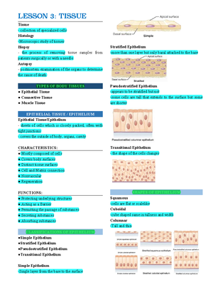 LAB Exercise Fundamental types of Tissues Integumentary System - Name ...
