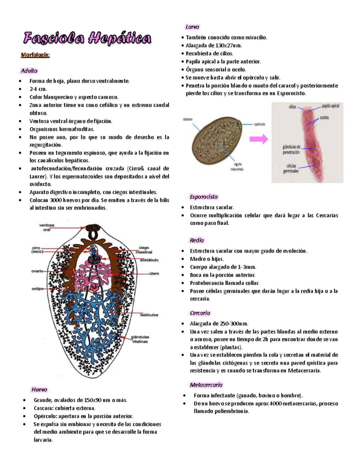 Fasciola hepatica - apinte sobre la parte practica de - Morfología ...