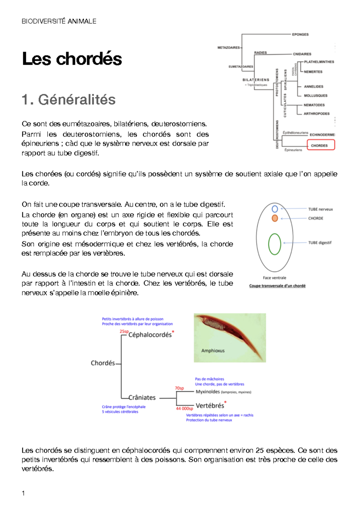 3. Les chordés - cours entier - Les chordés 1. Généralités Ce sont des ...