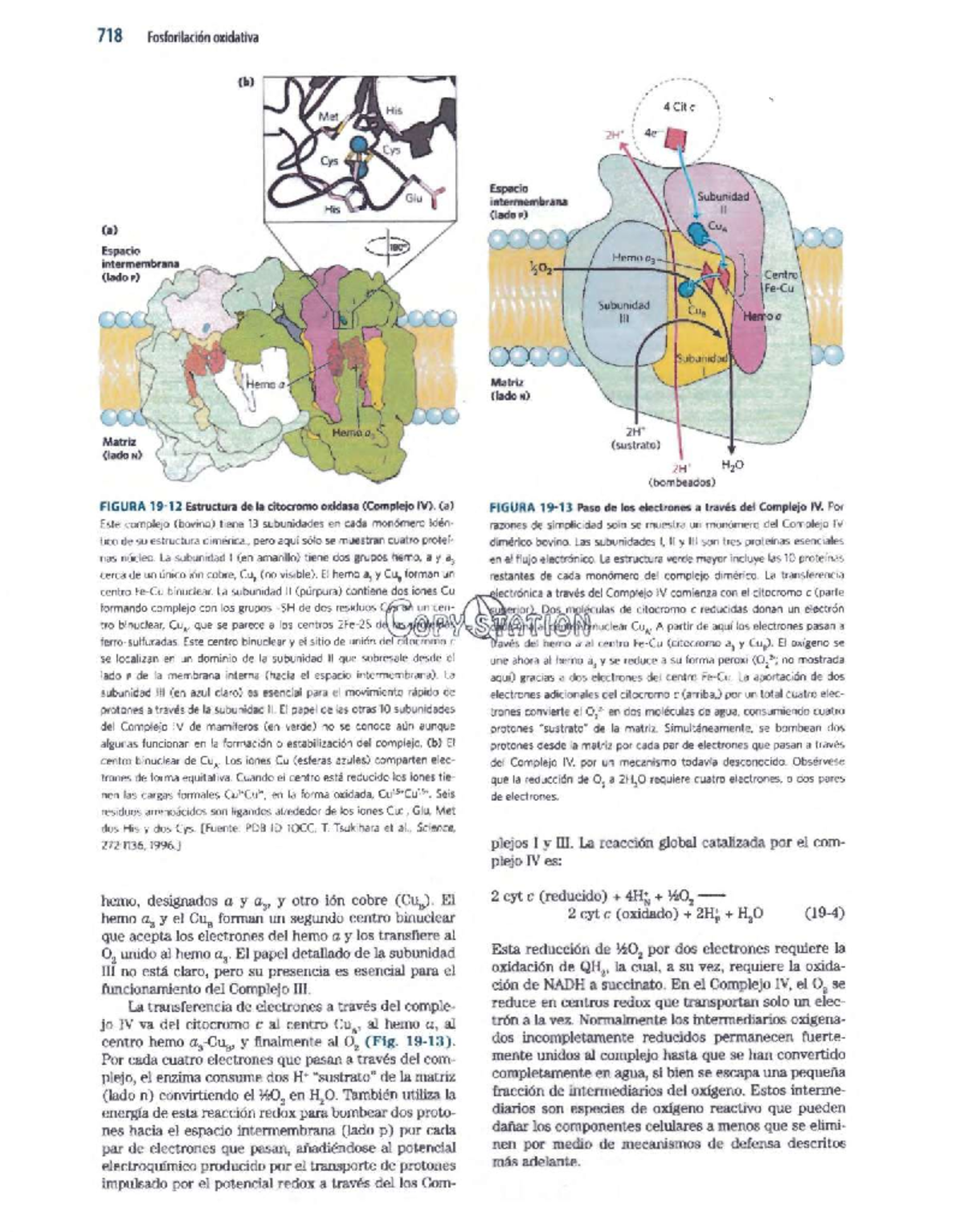 Biblios parcial 2 clases 16 -18 bioca - 718 — Fosforilación oxidativa ...
