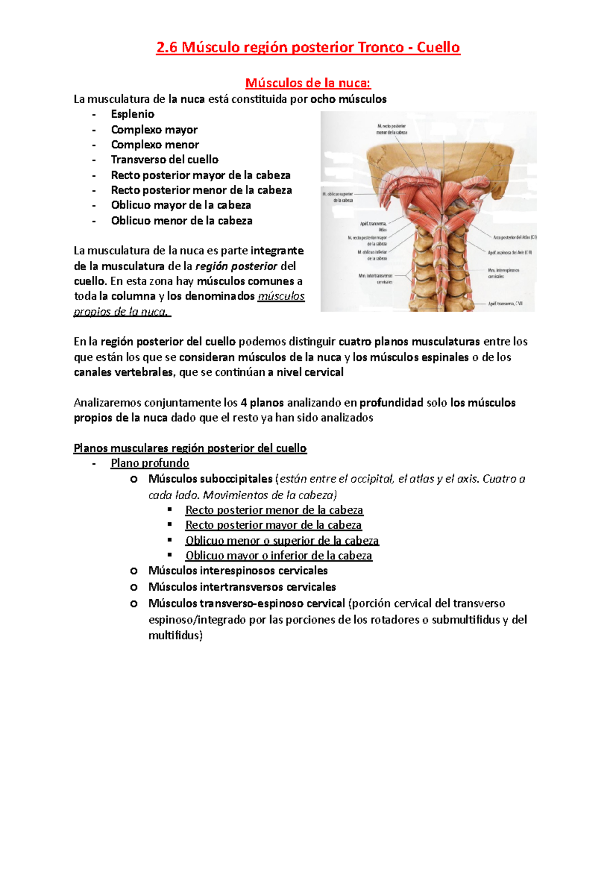 2.6.Músculos de la nuca - 2 Músculo región posterior Tronco - Cuello ...