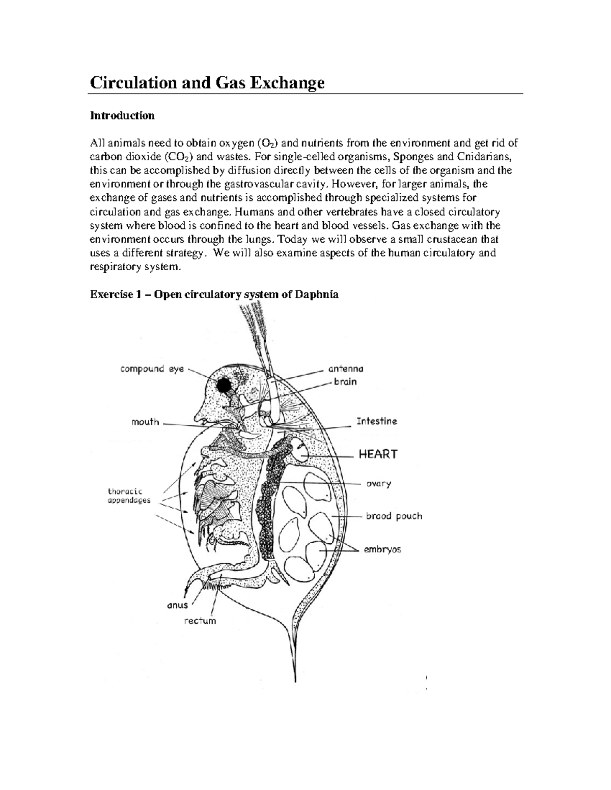 Circulation - For single-celled organisms, Sponges and Cnidarians, this ...