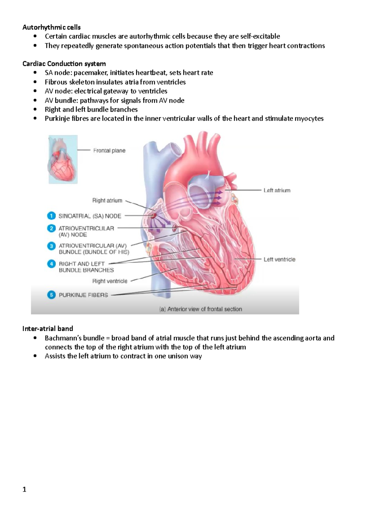 Conduction of the heart - Autorhythmic cells Certain cardiac muscles ...