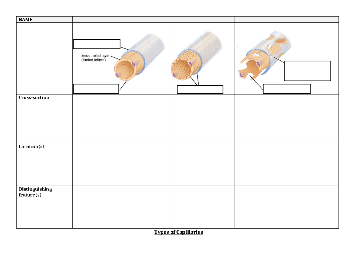 2 types of capillaries wksht - NAME Cross-section Location(s ...