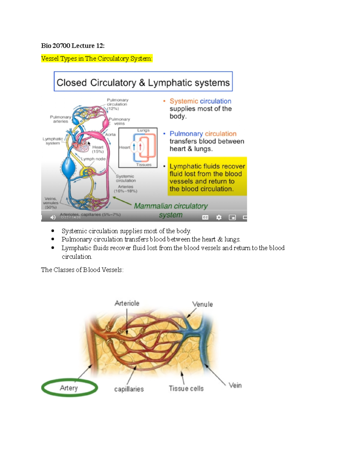 Bio 207 lecture 12 - Jay Edelman - Bio 20700 Lecture 12: Vessel Types ...