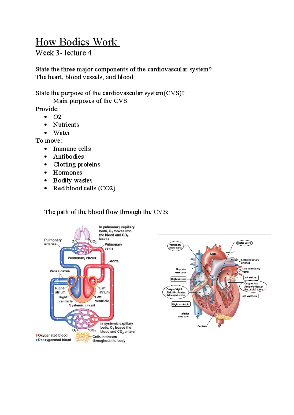 HBW lecture 4 - How Bodies Work Week 3- lecture 4 State the three major ...