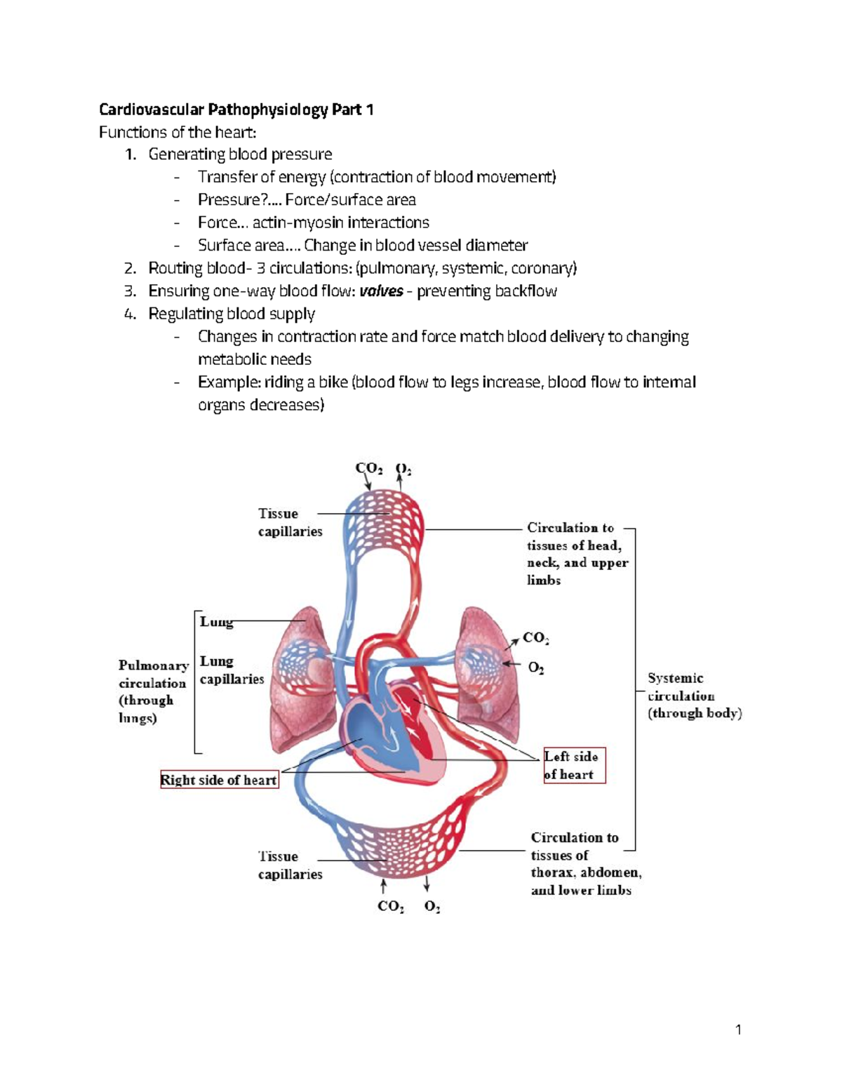 Life Sci 3AA3 Midterm 3 Notes - **Cardiovascular Pathophysiology Part 1 ...