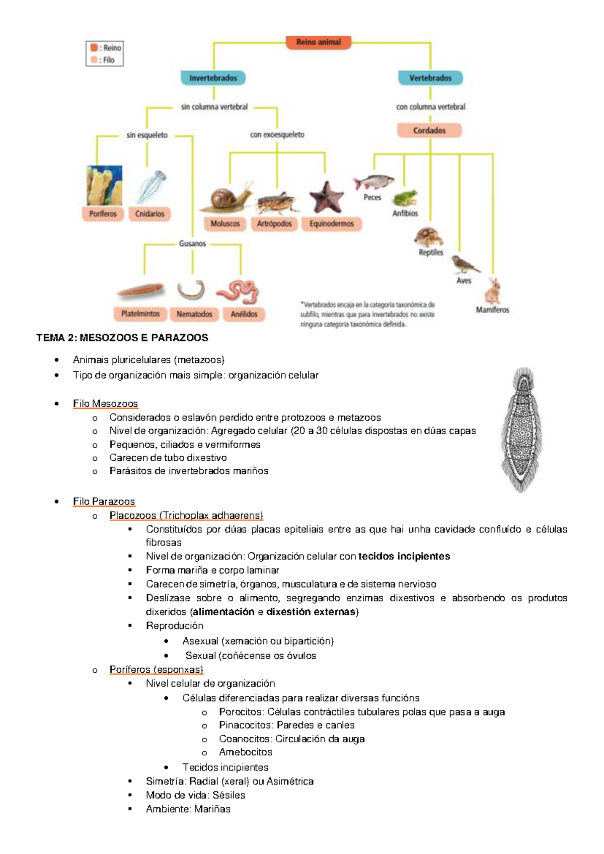 Diversidad biologica (zoologia 2) - TEMA 2: MESOZOOS E PARAZOOS ...