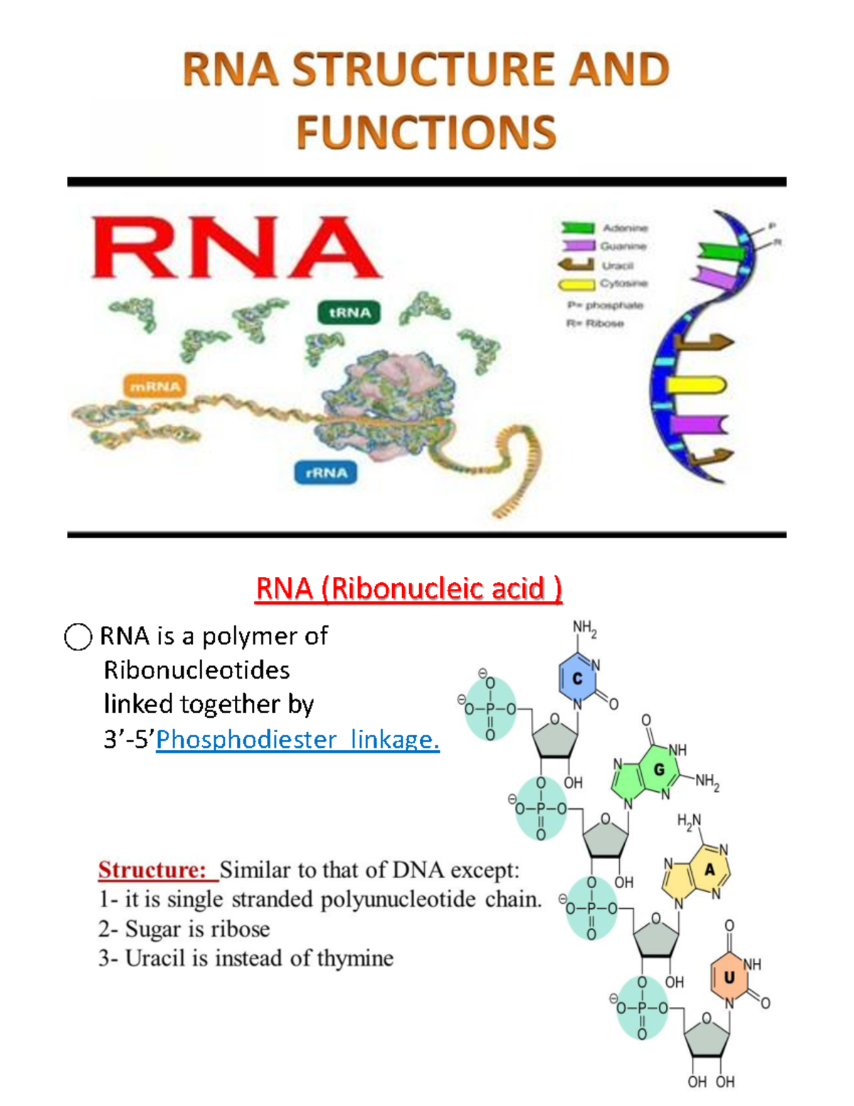 RNA (Ribonucleic acid ) - History of RNA • Who first discovered RNA ...