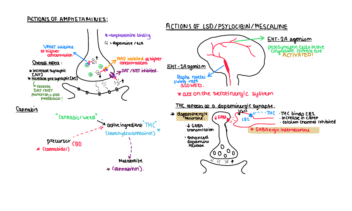 Actions of amphetamines and LSD mind map - ACT IO NS OF AM PH ET AM IN ...
