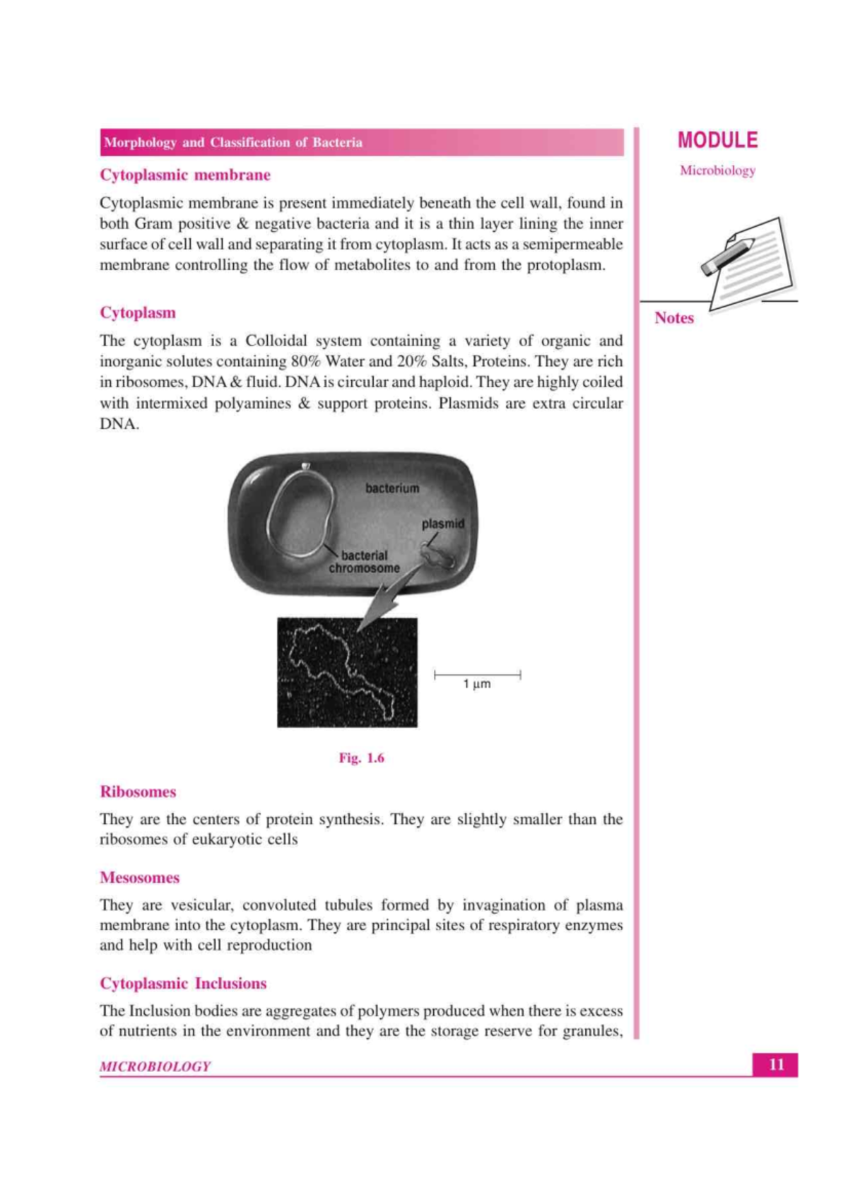 Micro notes 5 - Microbiology - Studocu