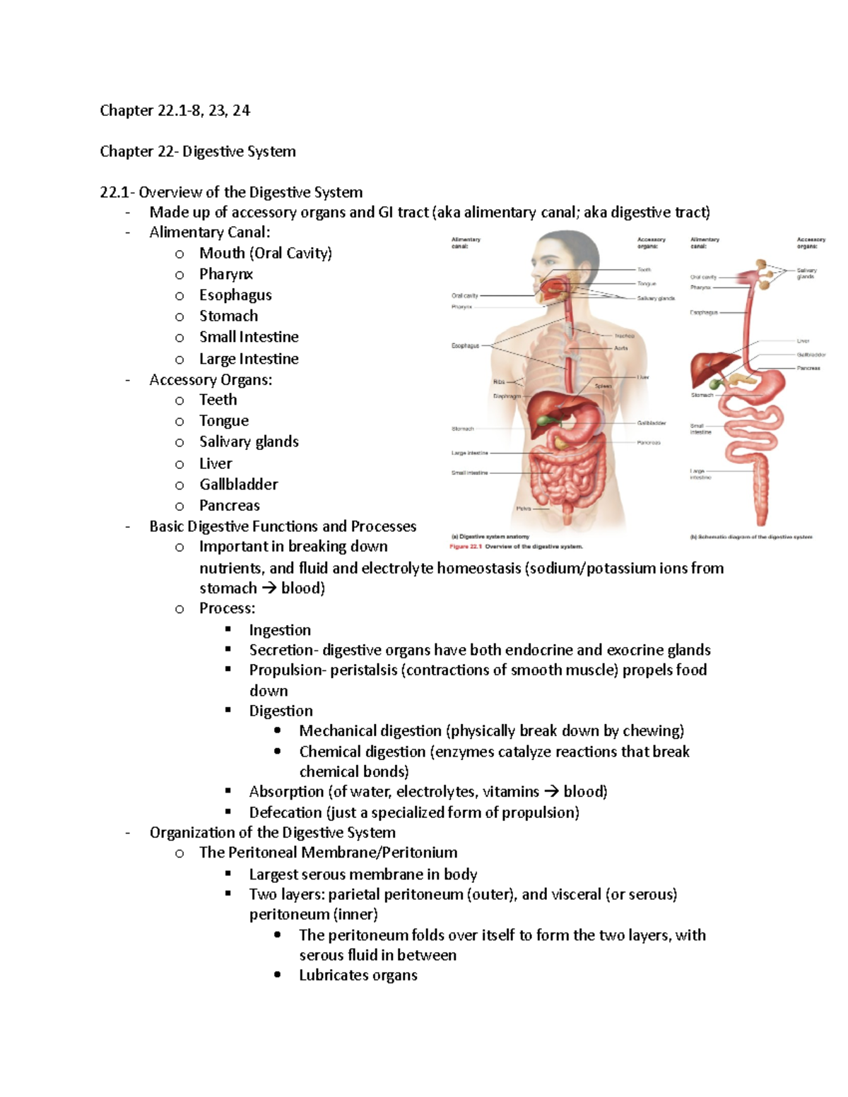 Exam 3 Readings Summary Human Anatomy Physiology Chapter 22 8 23