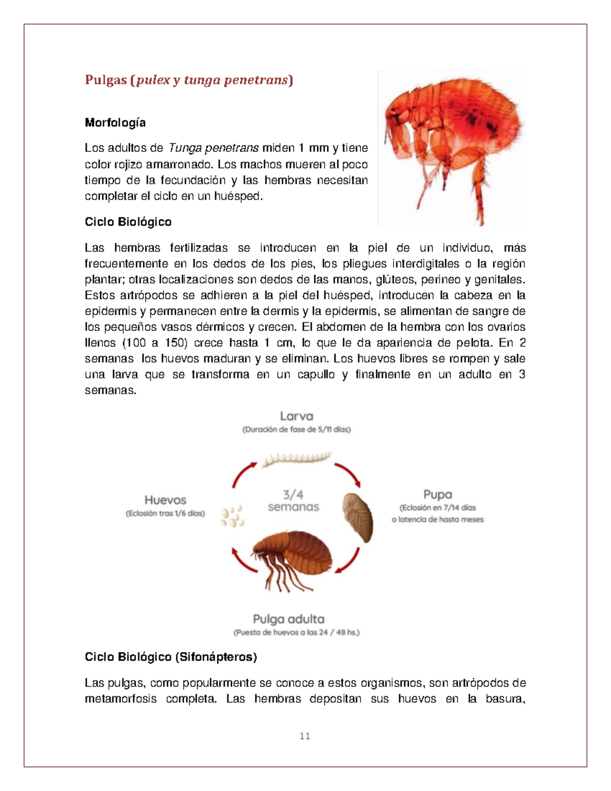 Artropodos 4 - 11 Pulgas (pulex y tunga penetrans) Morfología Los ...