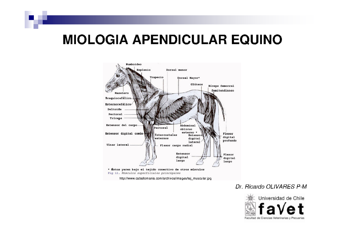 Miologia Apendicular Equino UST - Anatomía II - MIOLOGIA APENDICULAR ...