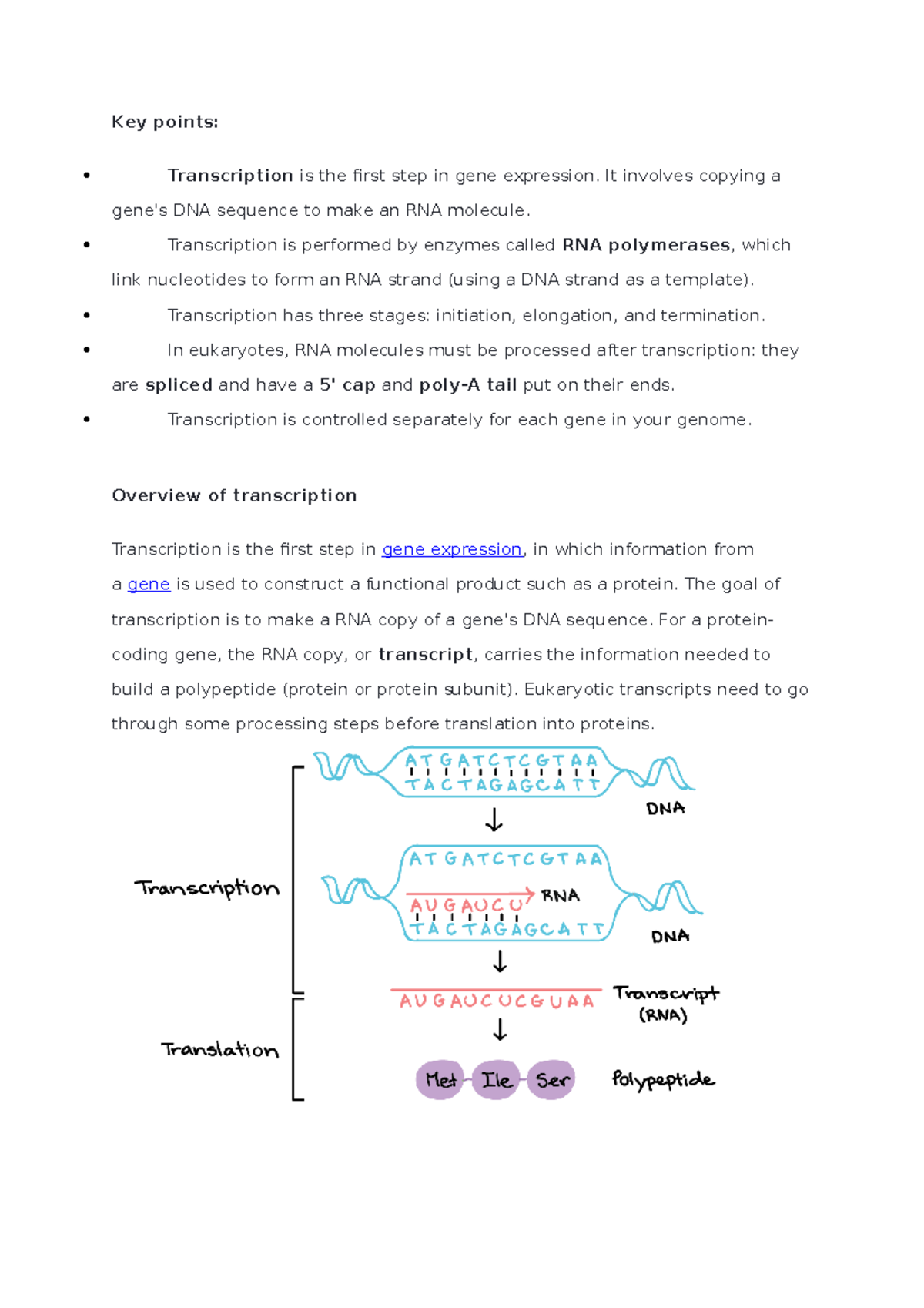 Transcription - Key points: Transcription is the first step in gene ...