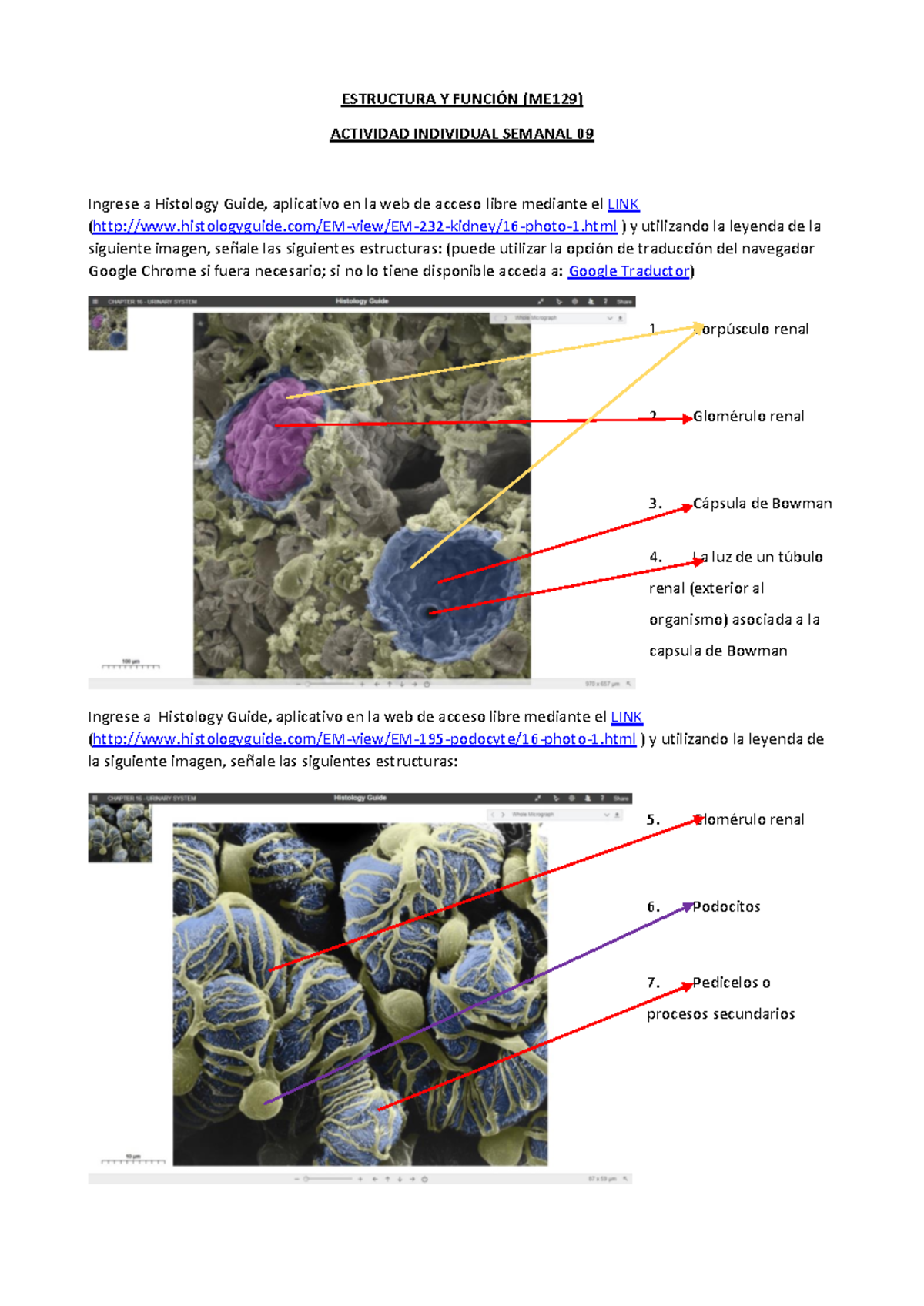 ME129 Ey F Tarea Sem09 25 - ESTRUCTURA Y FUNCIÓN (ME1 29 ) ACTIVIDAD ...
