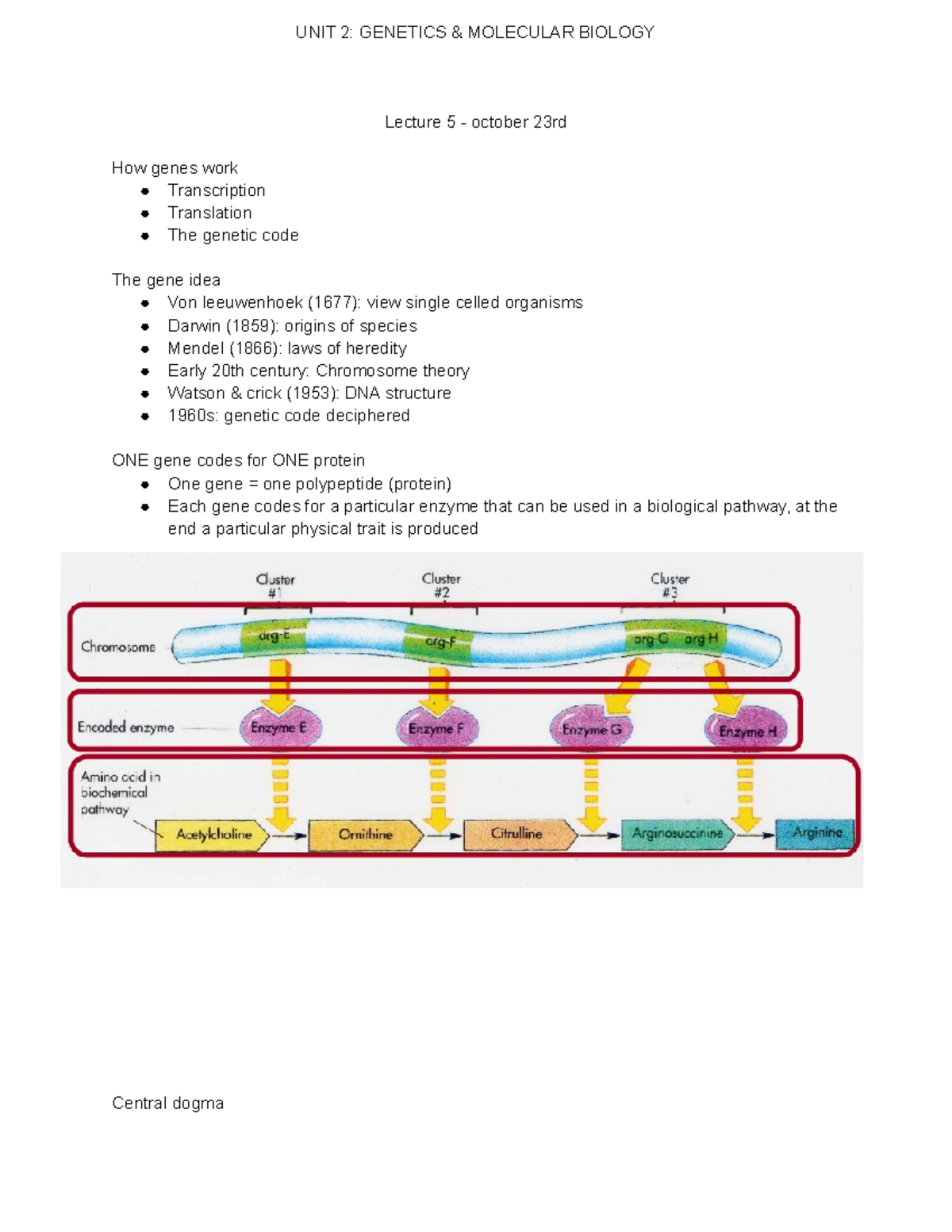 How Genes Work (lec5) - Lecture notes 5 - Lecture 5 - october 23rd How ...