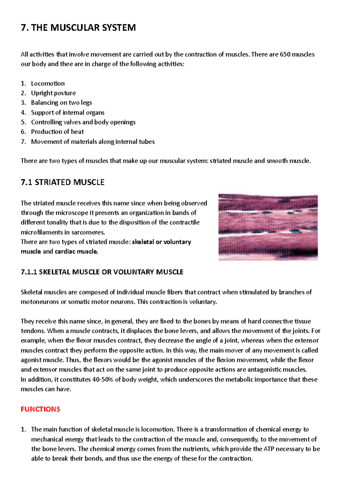 THE Muscular System - 7. THE MUSCULAR SYSTEM All activities that ...