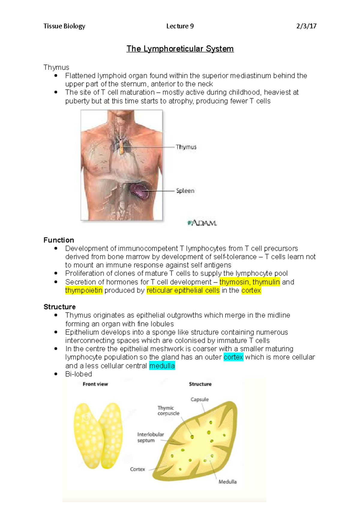 The Lymphoreticular System - Tissue Biology Lecture 9 2/3/17 The ...