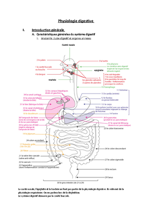 Fiche Recap cavite oral - FICHE RECAP : LA CAVITE ORAL Région labiale ...