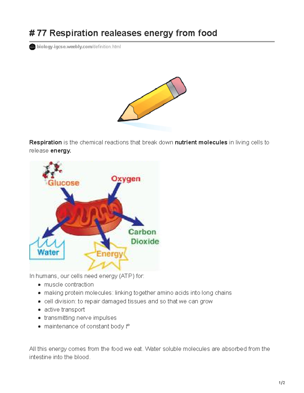 Biology-igcse.weebly.com- 77 Respiration realeases energy from food - 1 ...