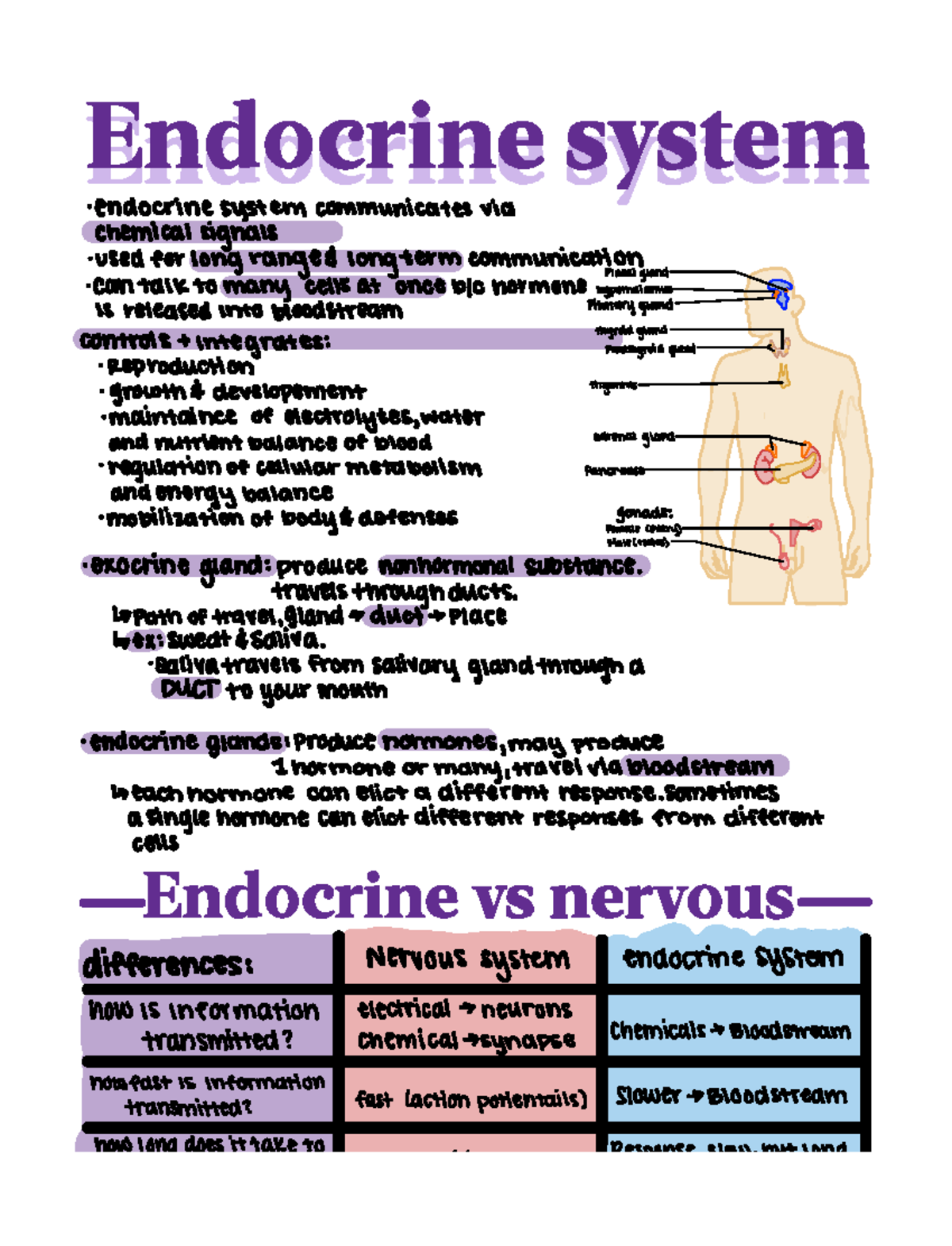 endocrine system notes for A&P 2 - how long does late 10 response rapid ...