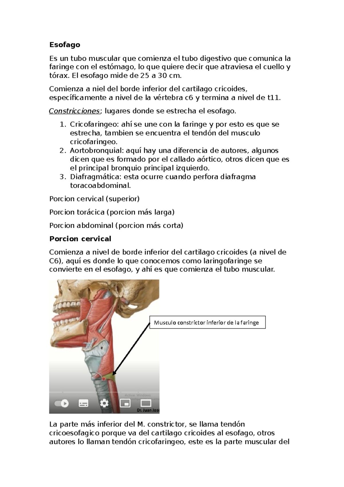 Esofago - Resumen del esofagp - Anatomía humana - Esofago Es un tubo ...