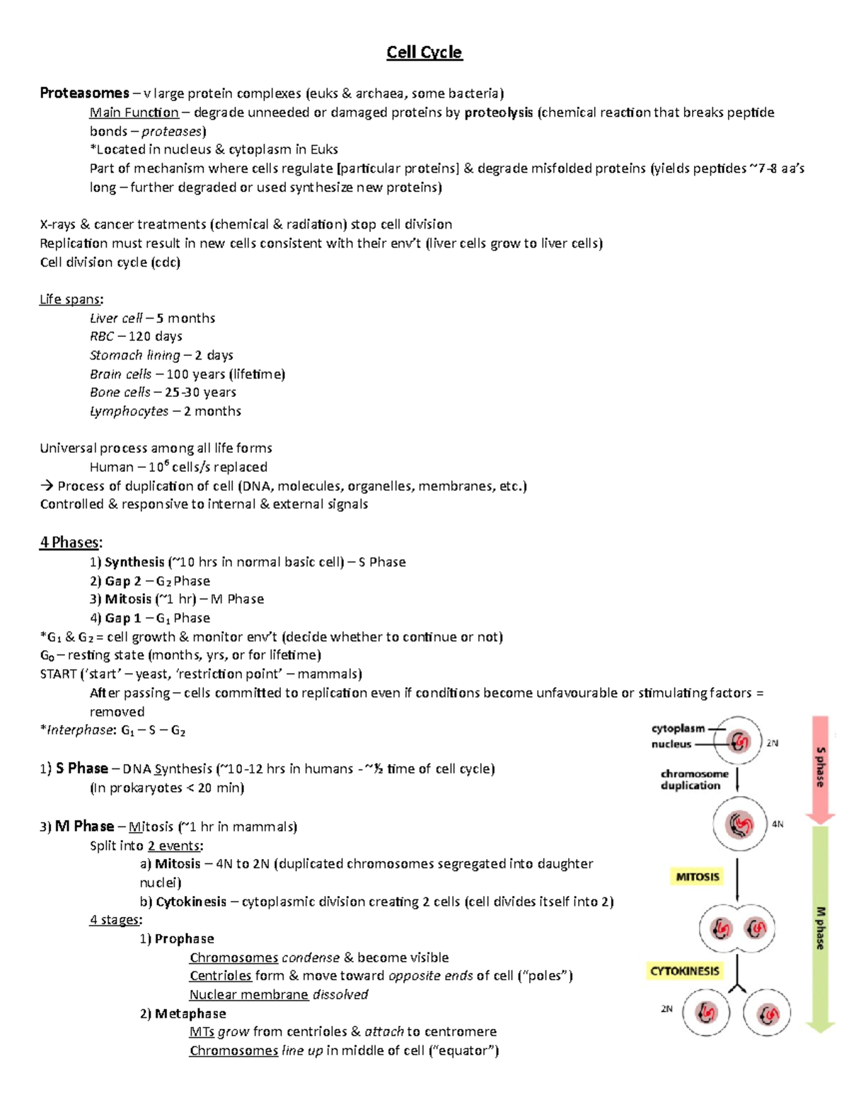 Cell Cycle - Summary Cell Biology - Cell Cycle Proteasomes v large ...