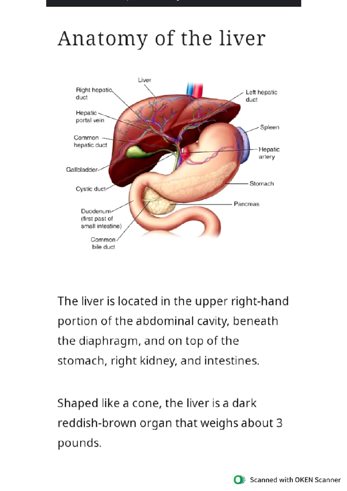 Function of liver - Part of science - Biomedical engineering - Studocu