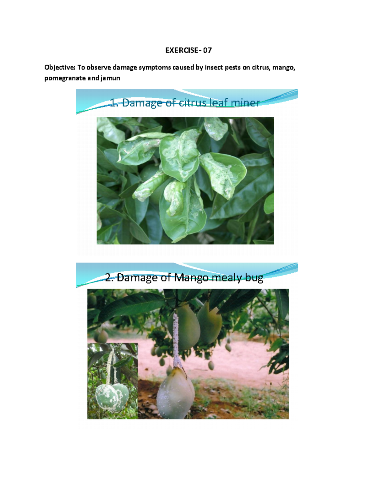damage caused by insect pest of citrus mango - Agricultural Entomology ...