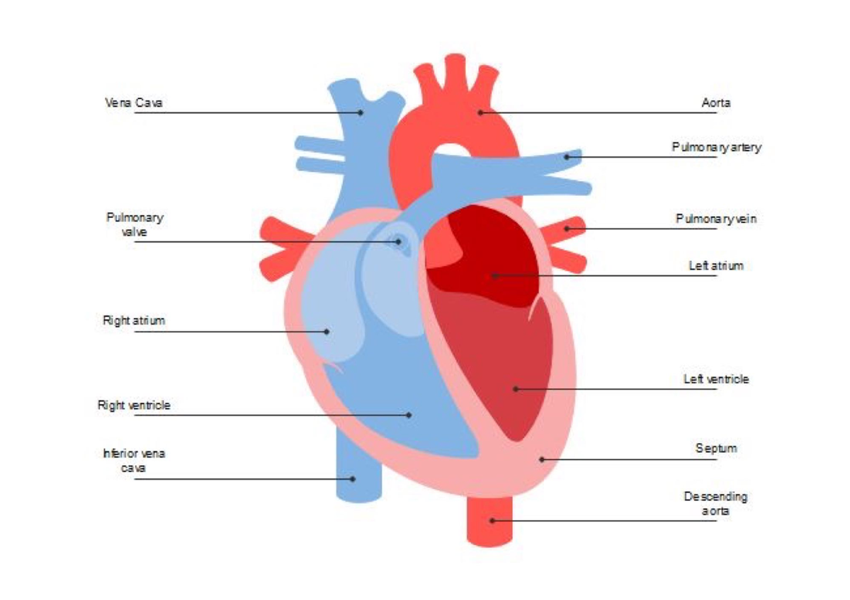 Learning with anatomy - Vere Cae Pulmonary vin Right atium Let strum ...
