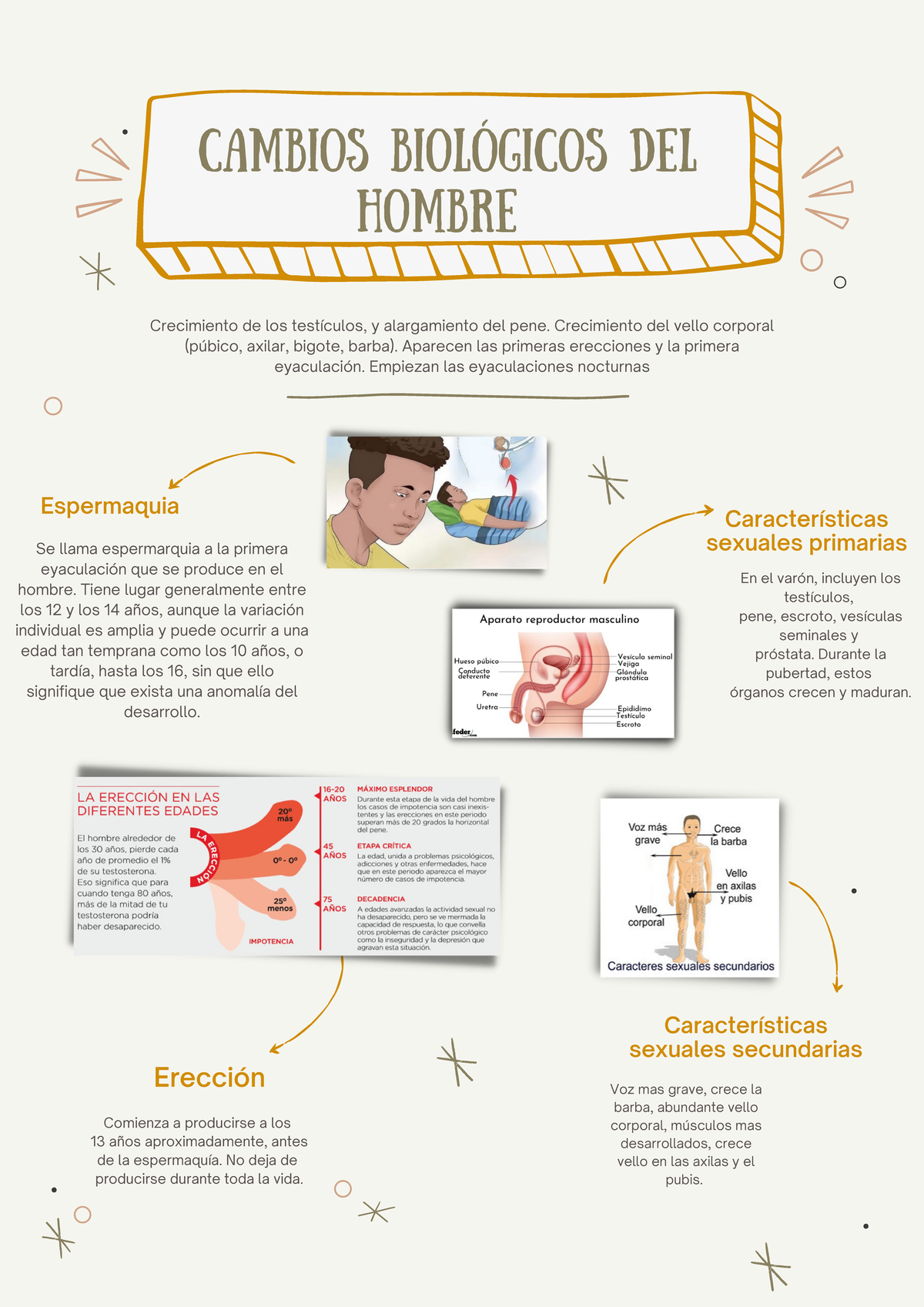 Cambios biologicos del hombre - CAMBIOS BIOLÓGICOS DEL HOMBRE Se llama ...