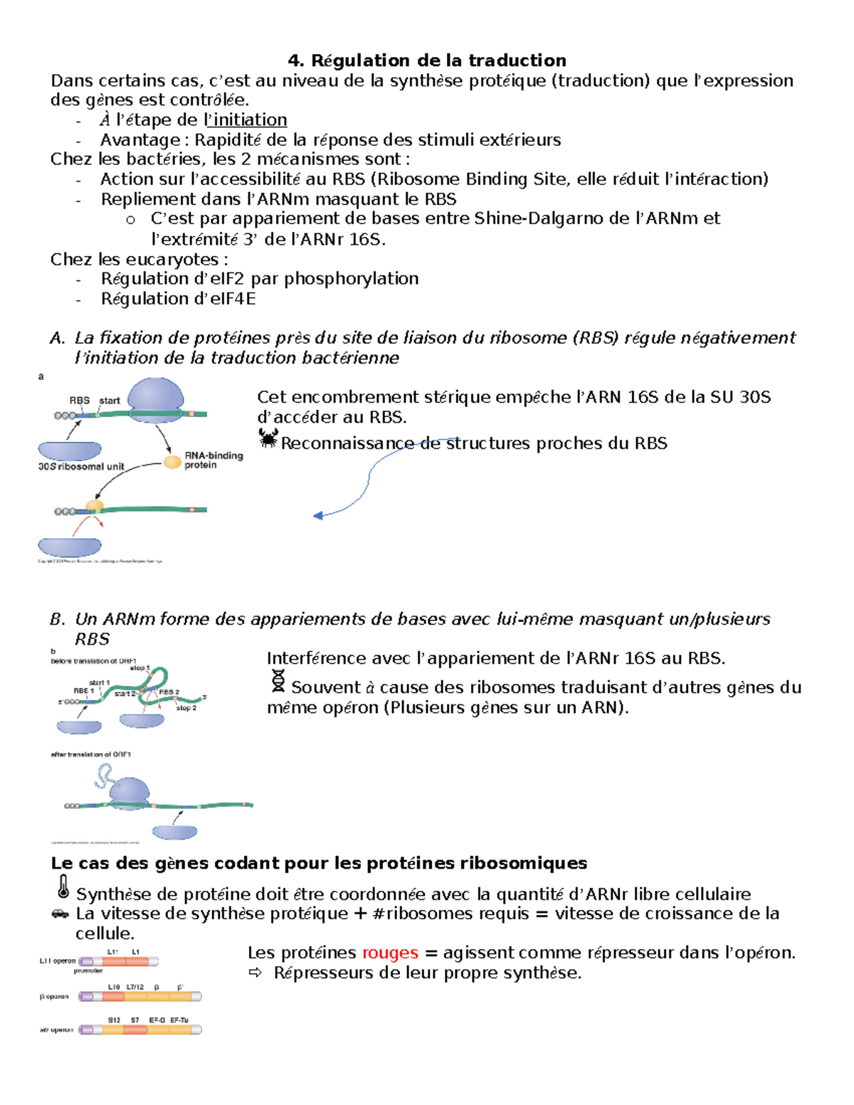 Génétique Exam 2 - Préparation d'examen - Régulation de la traduction ...