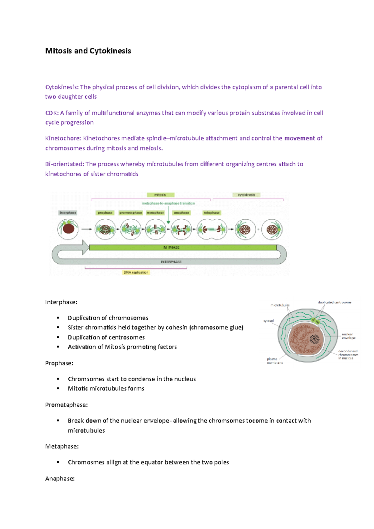 Mitosis and Cytokinesis - Mitosis and Cytokinesis Cytokinesis: The ...