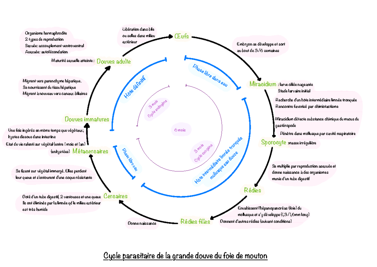 Cycle Douve du foie de mouton - Biologie des organismes animaux ...