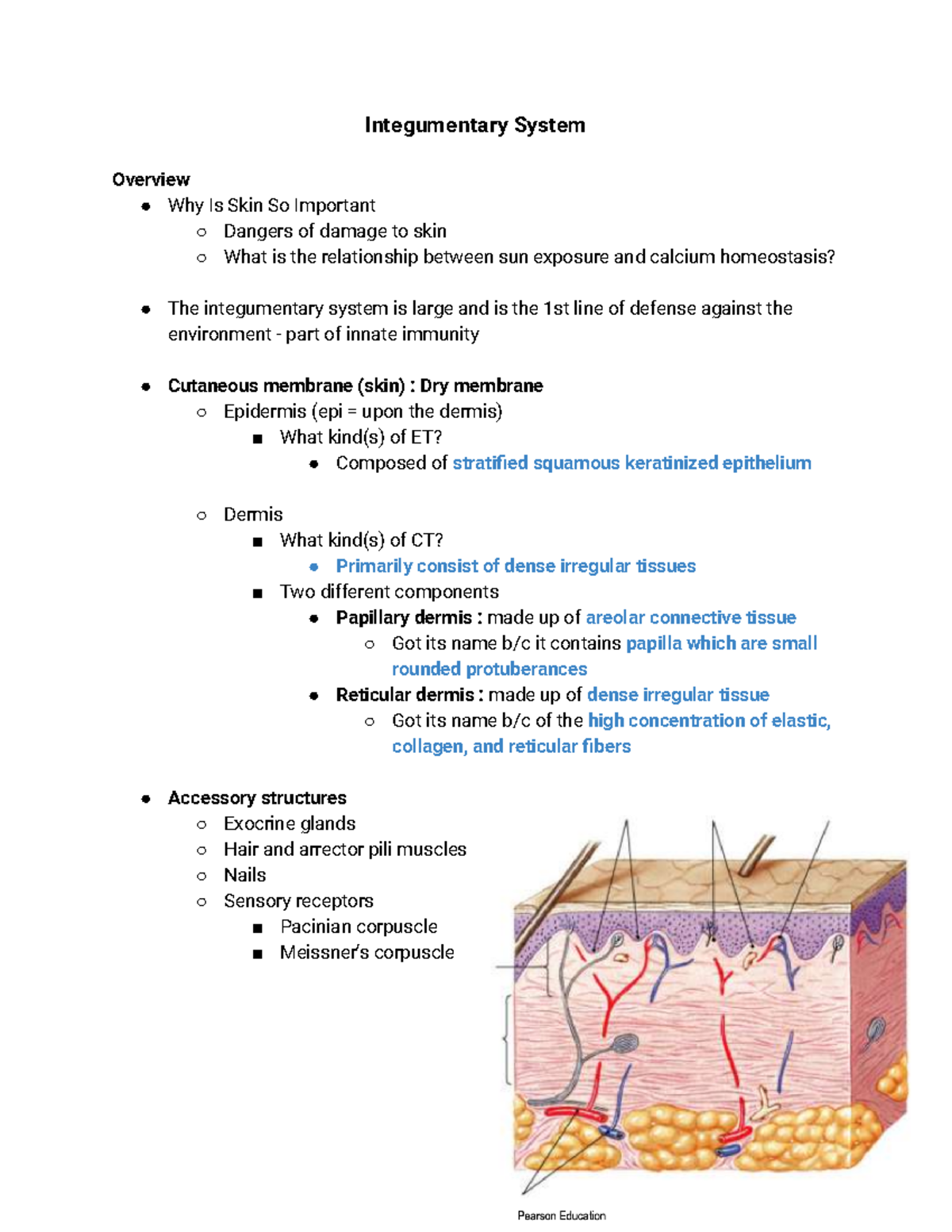 Lecture 4 Integumentary System - BIOL 2401 - Studocu