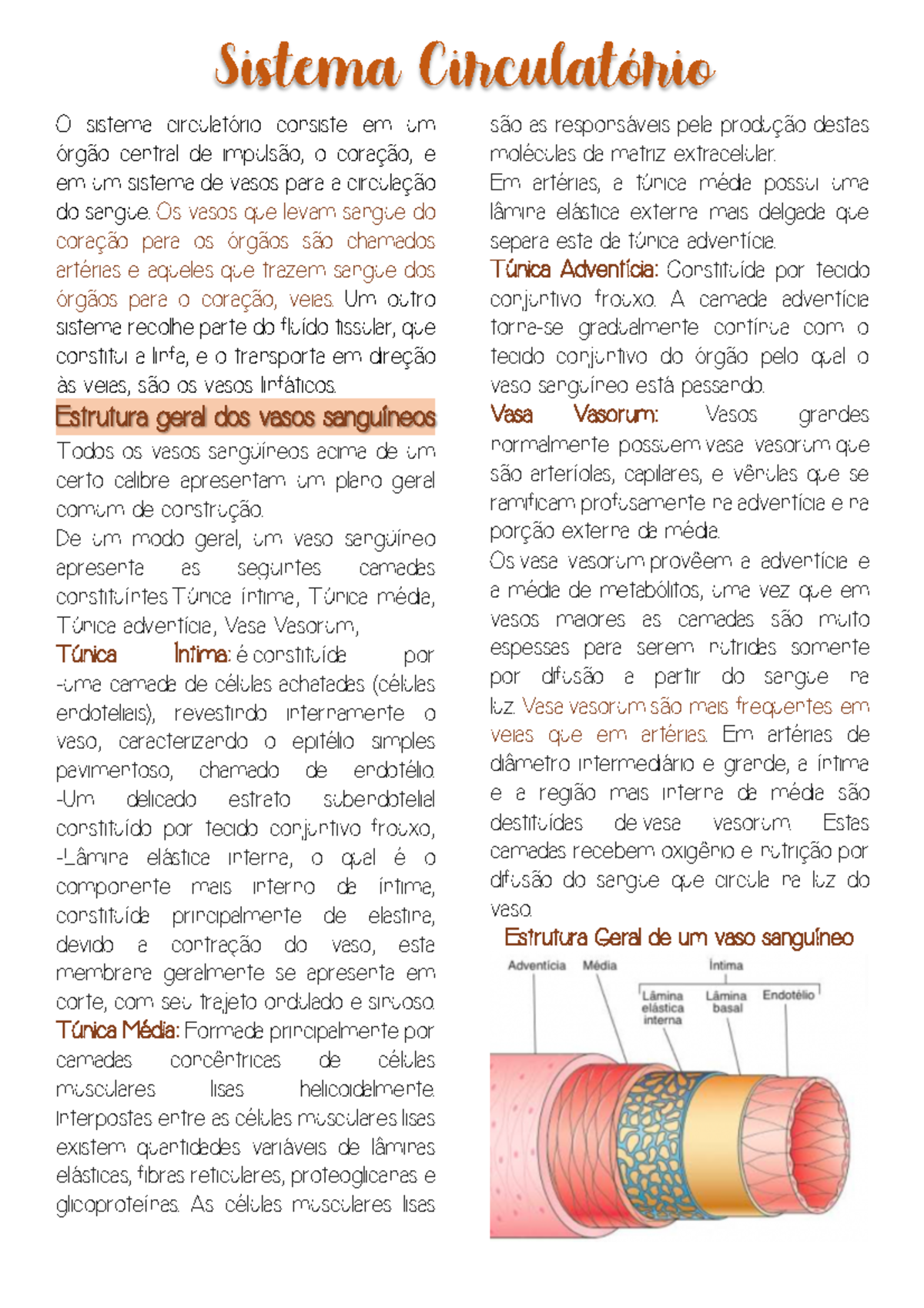 Sistema Circulatório - Sistema Circulatório O sistema circulatório ...