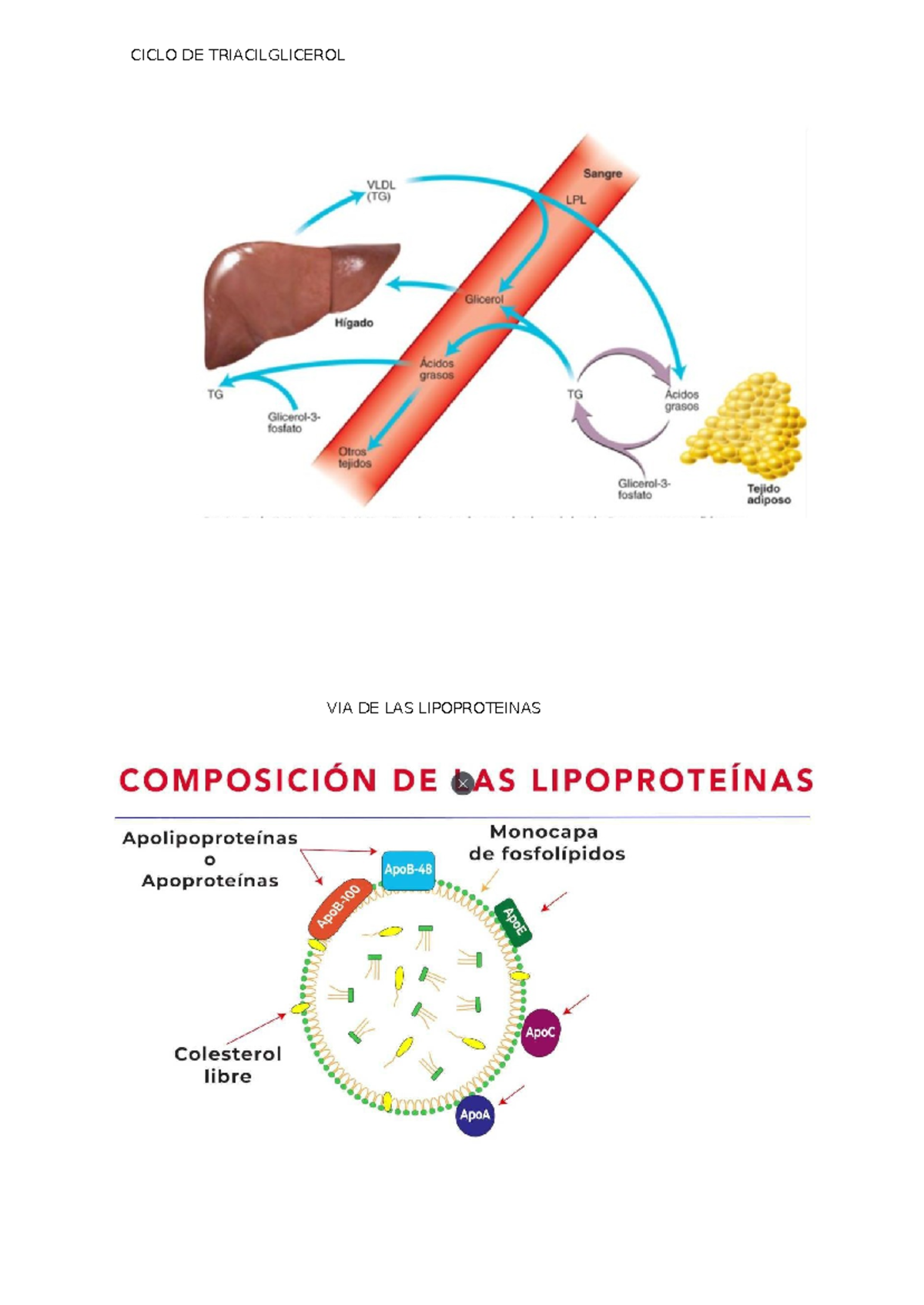 Apuntes Bioquimica - CICLO DE TRIACILGLICEROL Sangre VLDL (TG) LPL ...