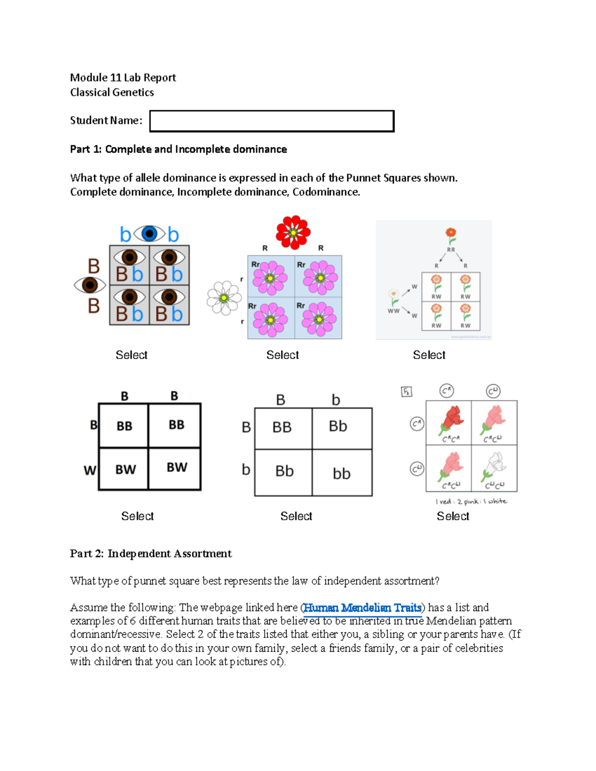 Module 11 LAB Report - ................ - Module 11 Lab Report Classical Genetics Student Name ...
